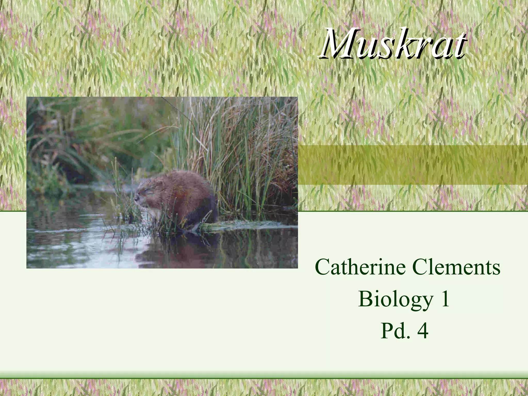 Catherine Clements Pd.4 | PPT
