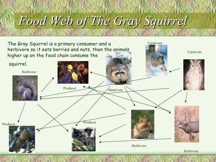 Squirrel Food Chain