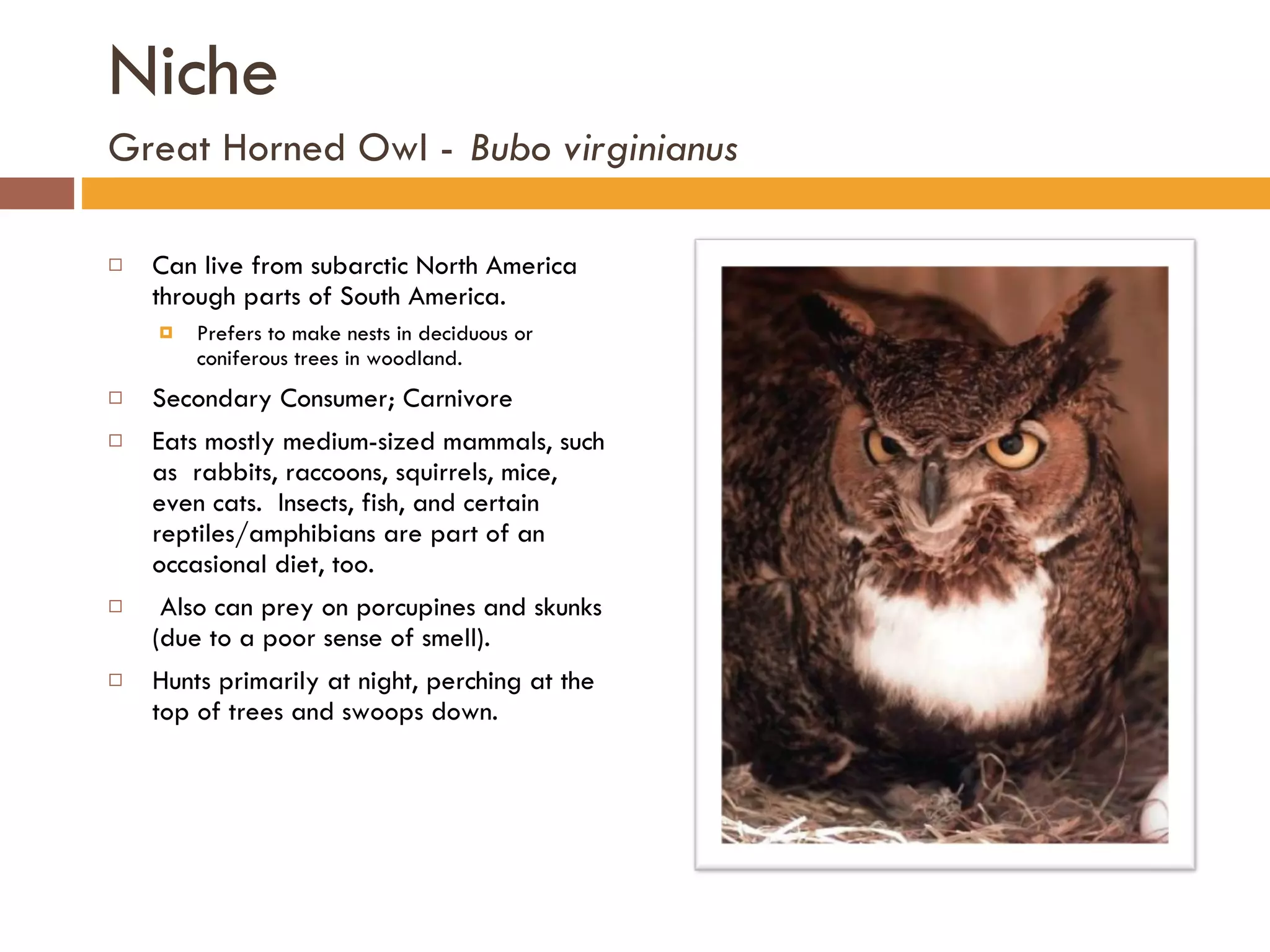 Great Horned Owl - Ashley Turcheck | PPT