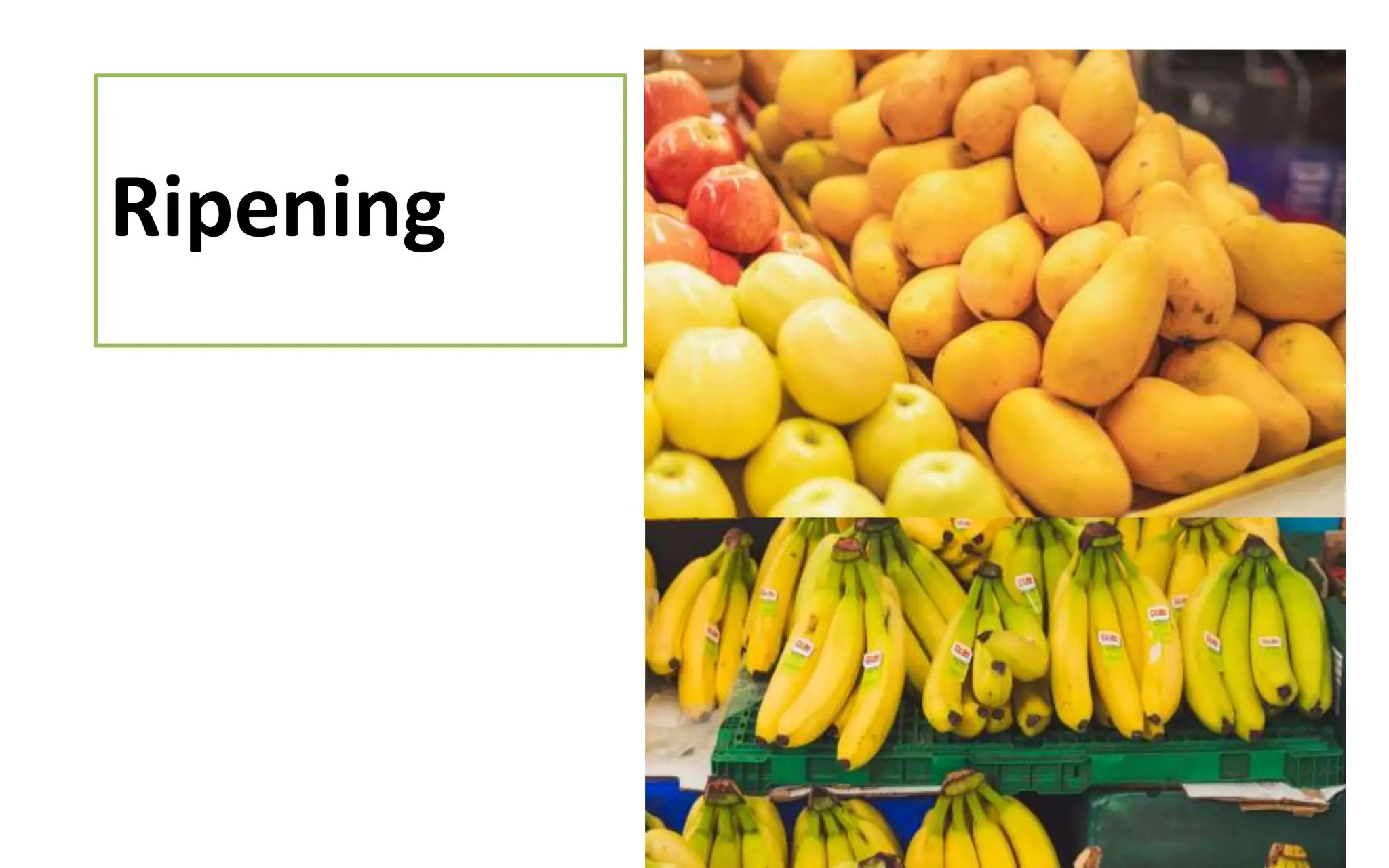 Ripening.ppt ruit ripening is a natural process in which a fruit goes ...