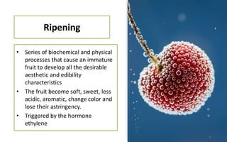 Ripening.ppt ruit ripening is a natural process in which a fruit goes ...