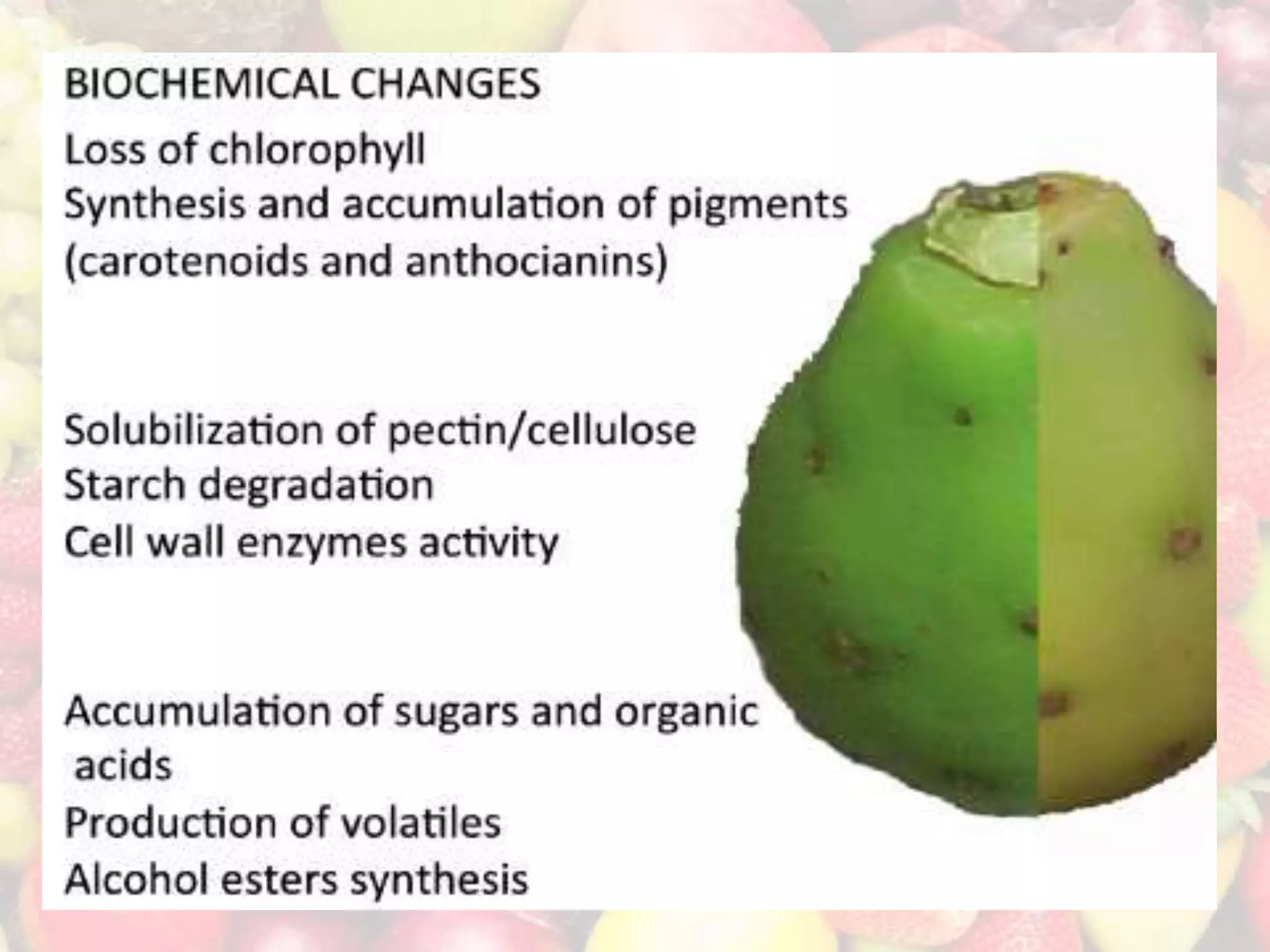 Ripening changes in fruits | PPTX