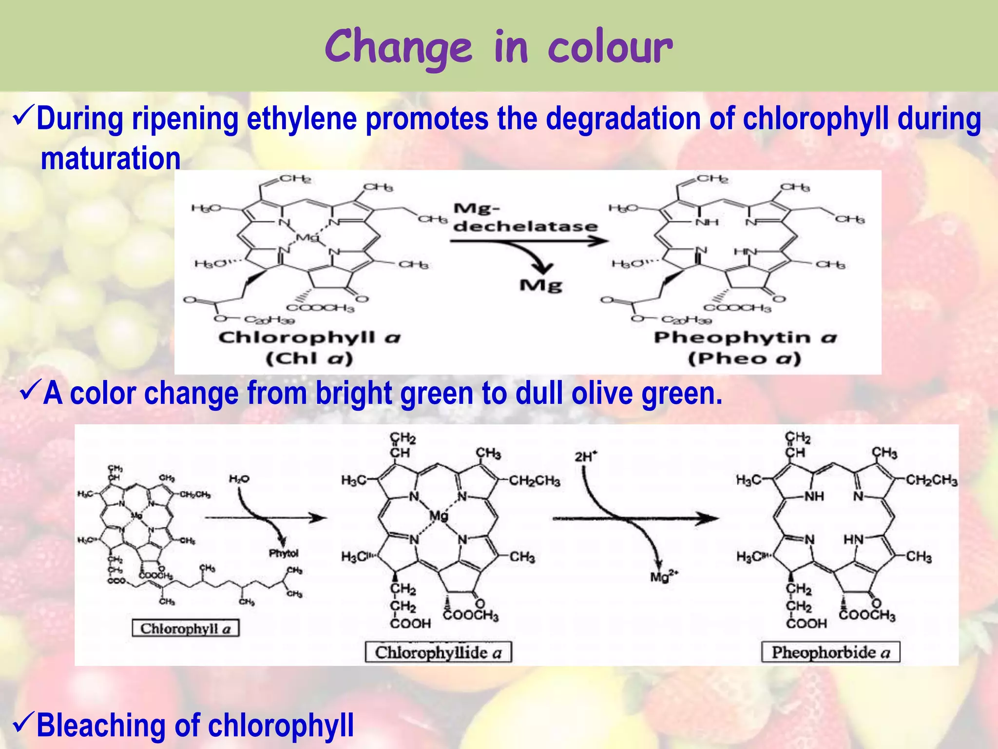 Ripening changes in fruits | PPTX