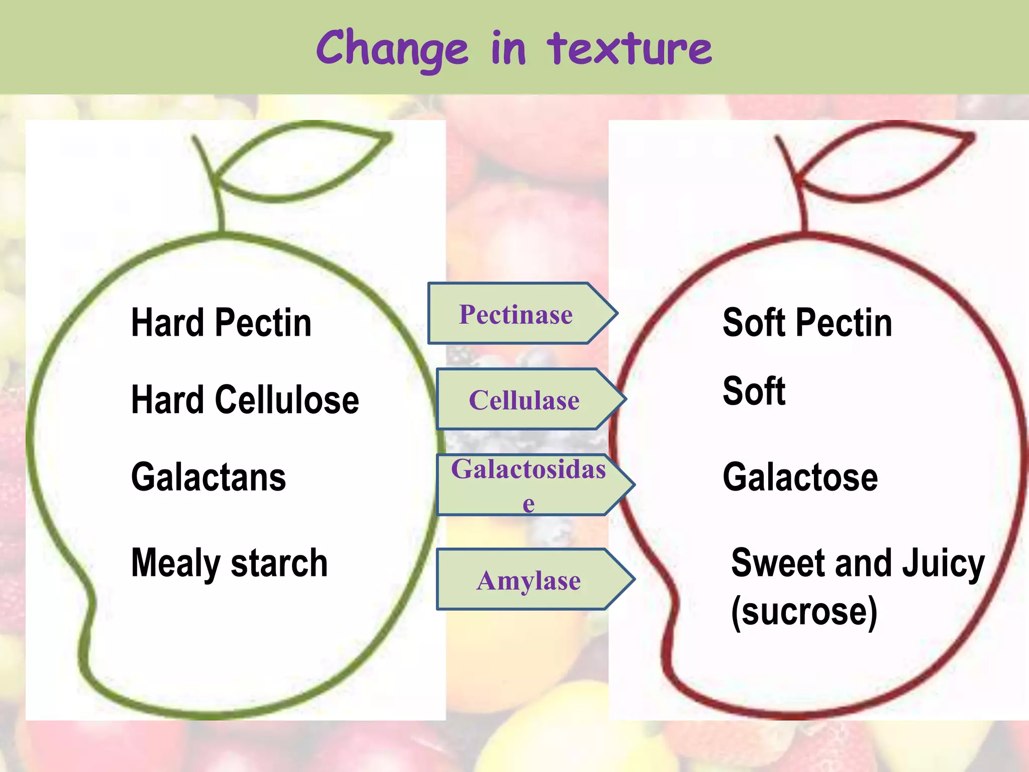 Ripening changes in fruits | PPTX
