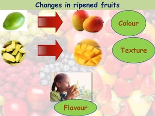Ripening changes in fruits | PPTX