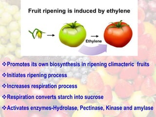 Ripening changes in fruits | PPTX