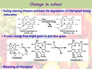 Ripening changes in fruits | PPTX