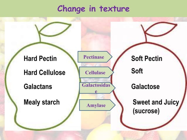 Ripening changes in fruits | PPTX