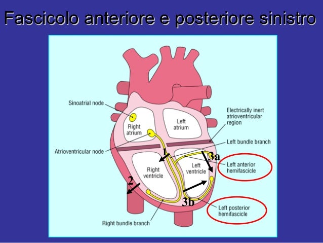 Ripetizioni di elettrocardiografia