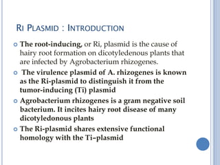 Ri Plasmid | PDF