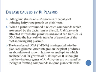 Ri Plasmid | PDF
