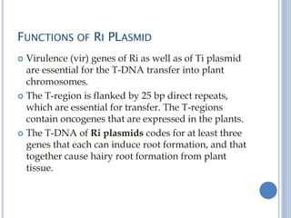 Ri Plasmid | PDF
