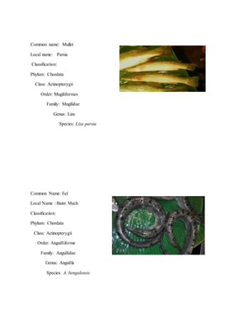 Ripon | DOCX | Fish and Aquariums | Pets