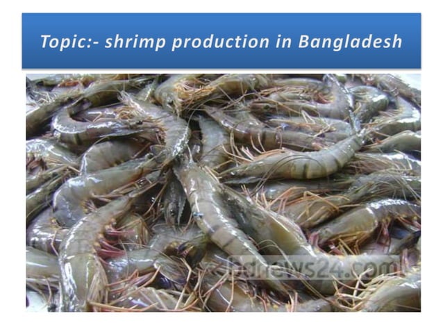 Presentation on Shrimp of Bangladesh. | PPTX | Agriculture | Industries