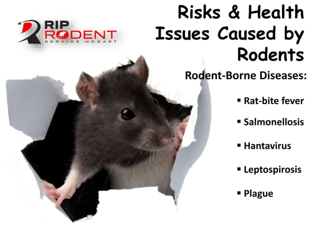 RIP Rodent Control Hobart | PPTX