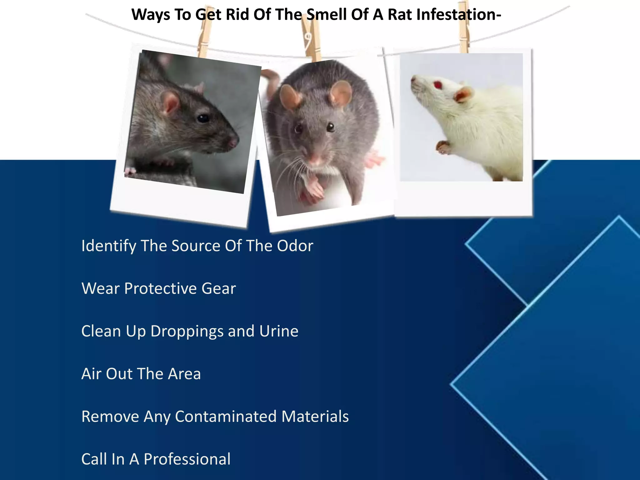 RIP Rodent Control Sydney | PPTX