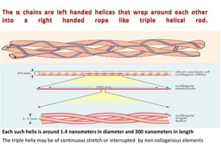 Collagen Structure Triple Helix