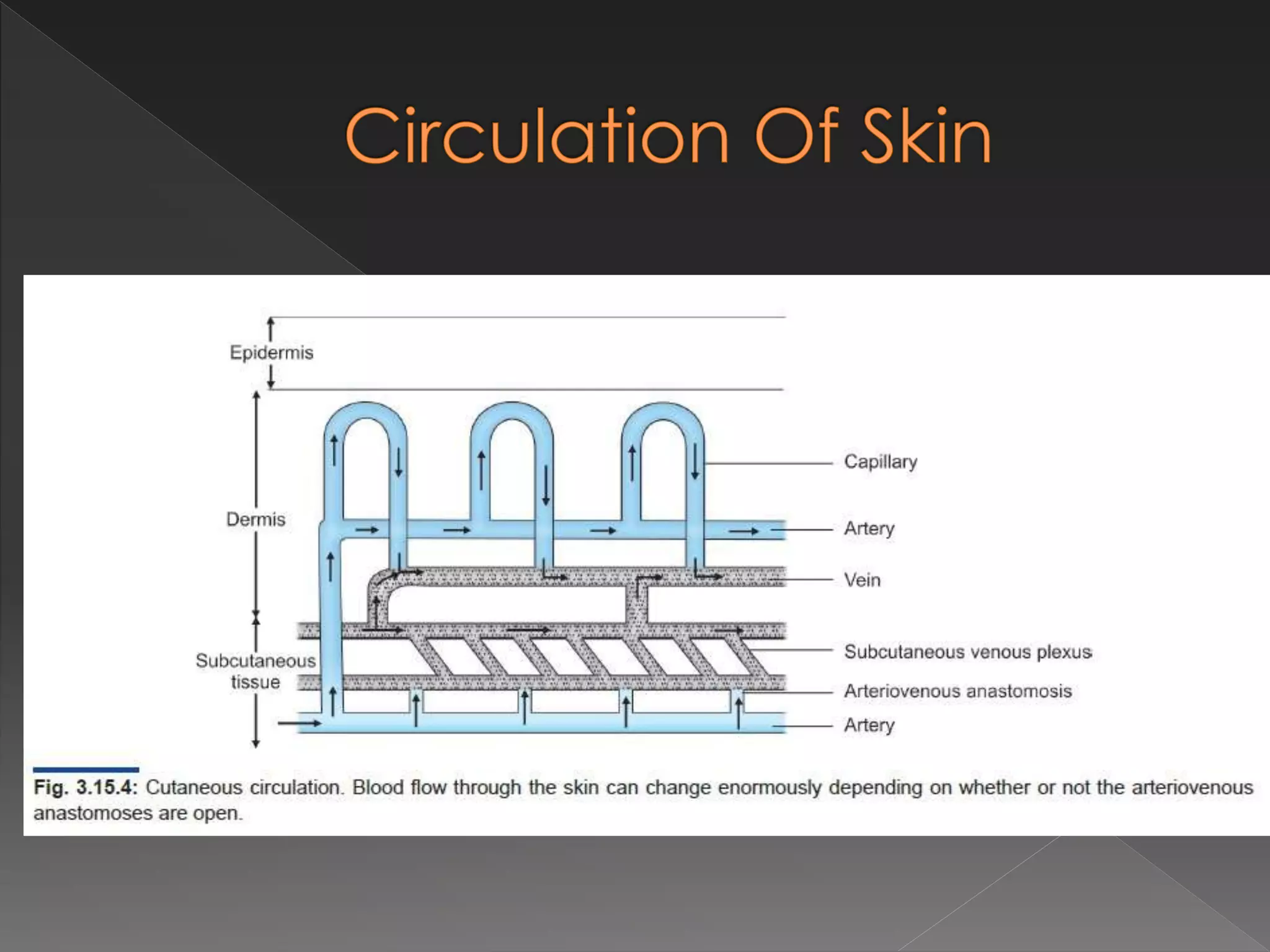 Cutaneous circulation & splanchnic circulation | PPTX