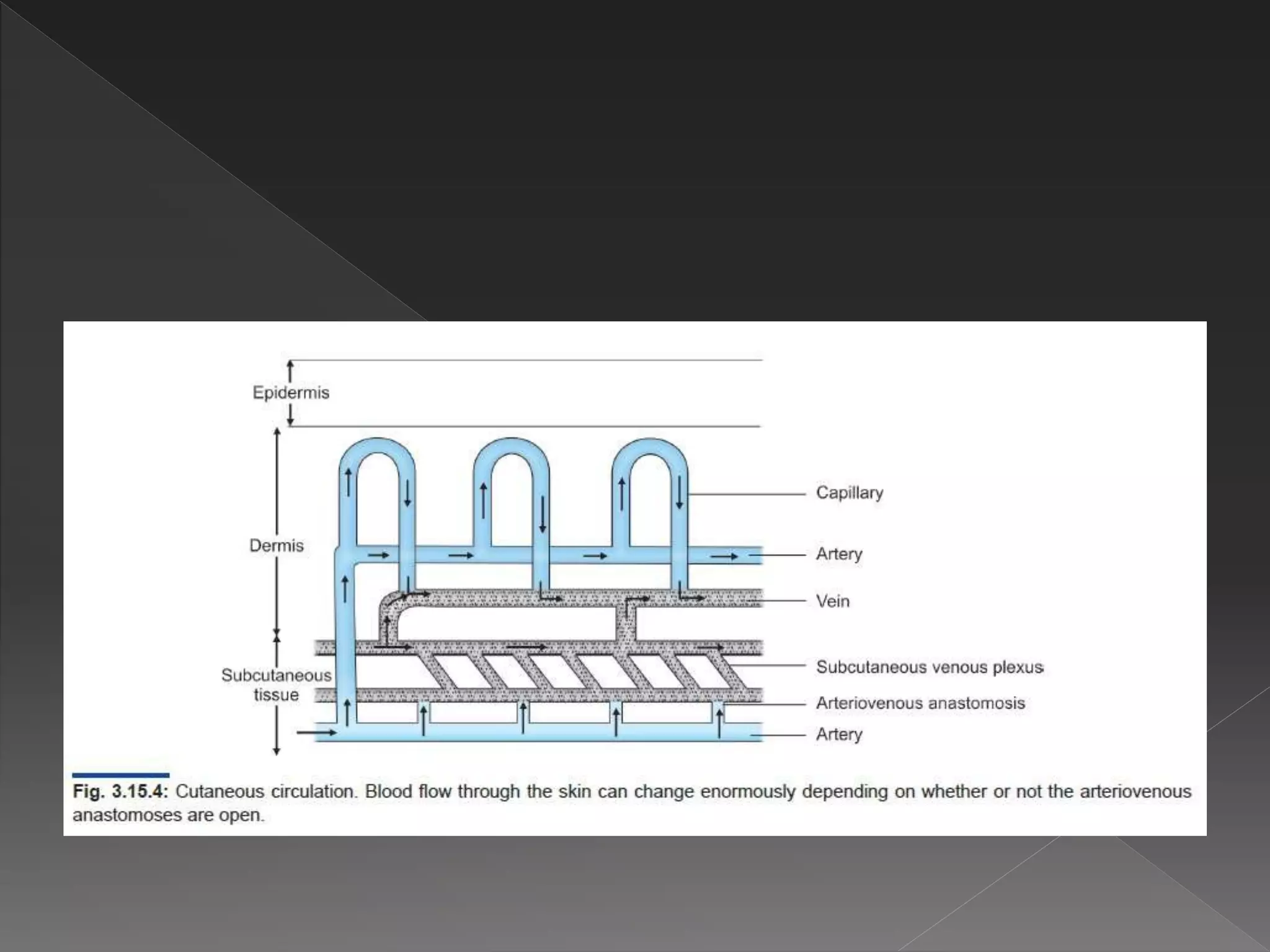 Cutaneous circulation & splanchnic circulation | PPTX