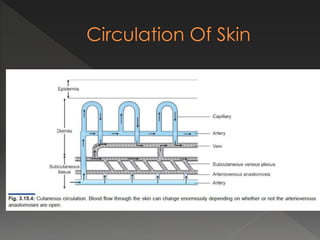 Cutaneous circulation & splanchnic circulation | PPTX
