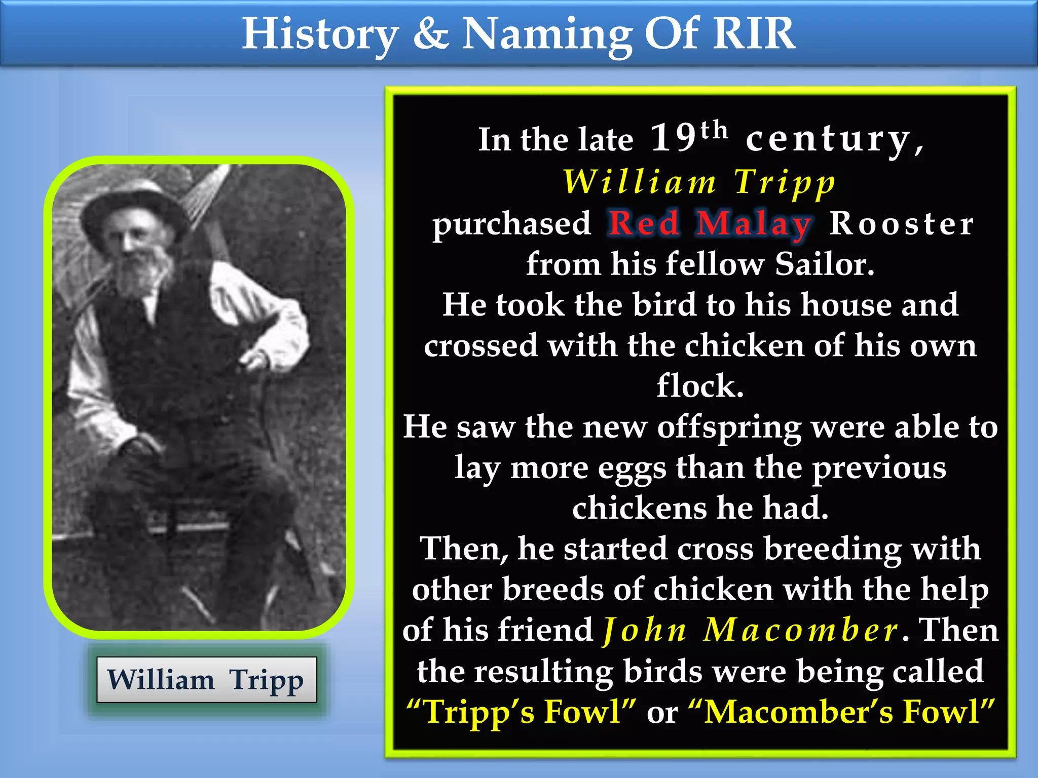 Rhode island red-ppt-main | PPTX
