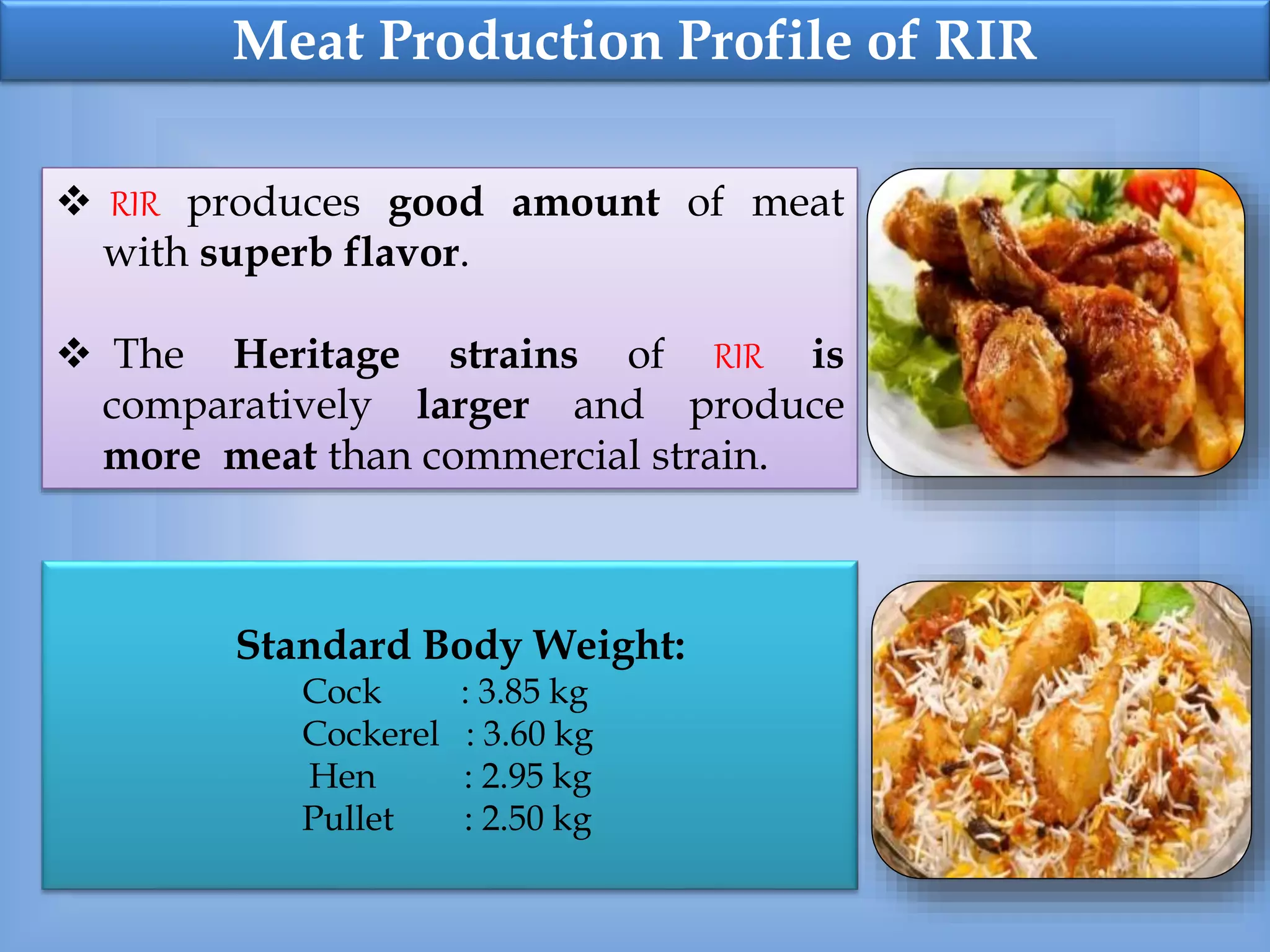 Rhode island red-ppt-main | PPTX