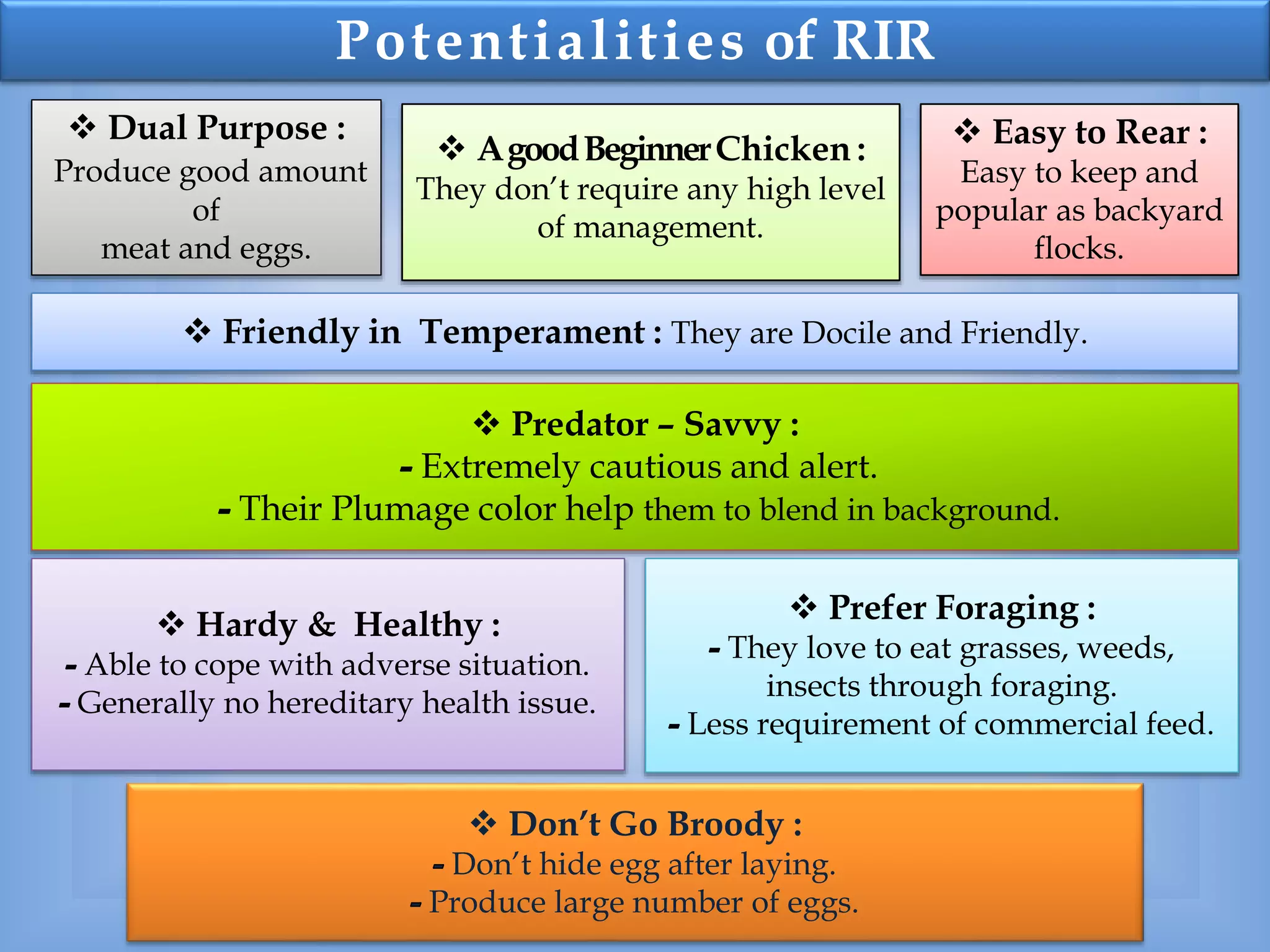 Rhode island red-ppt-main | PPTX