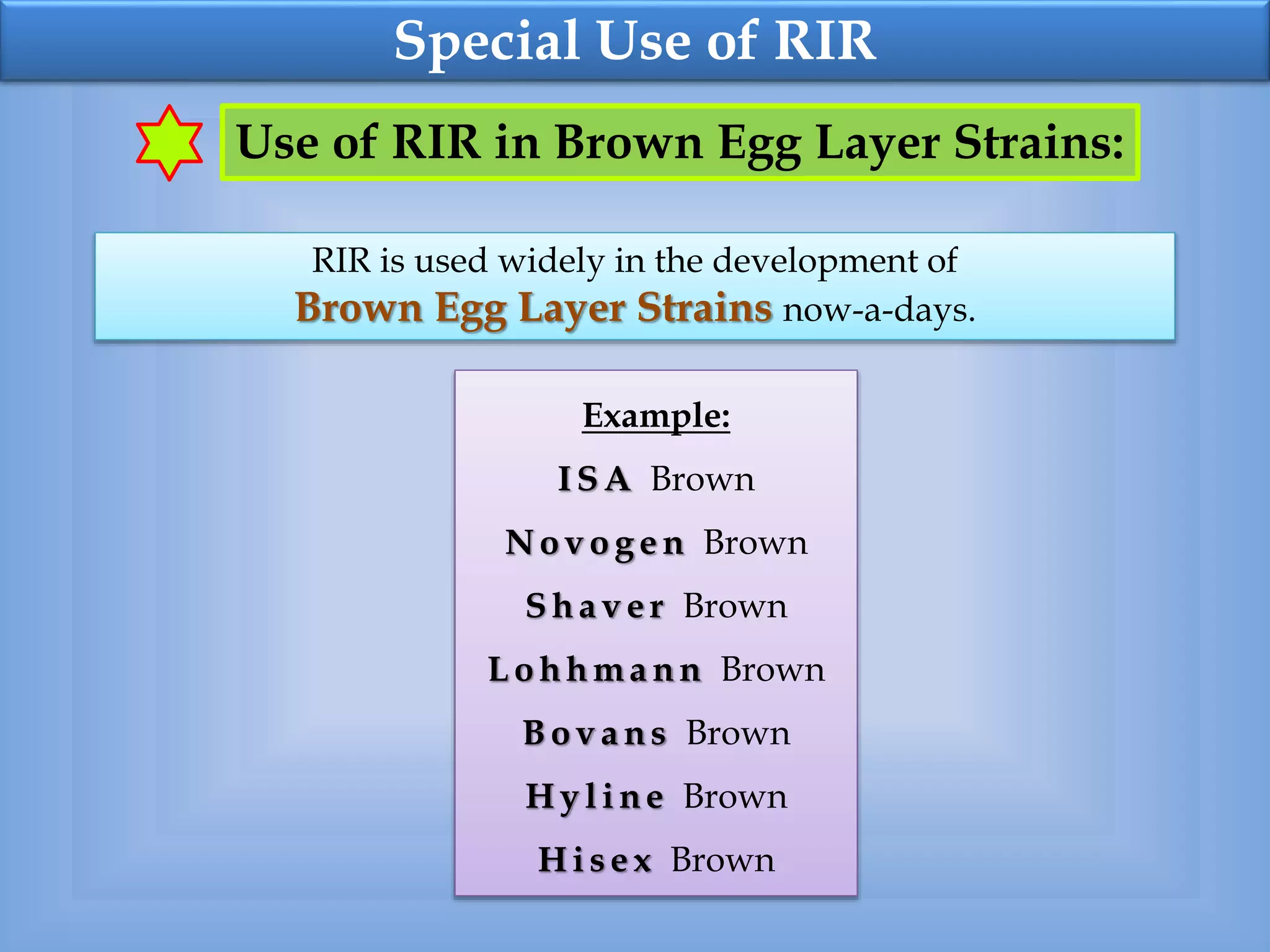 Rhode island red-ppt-main | PPTX