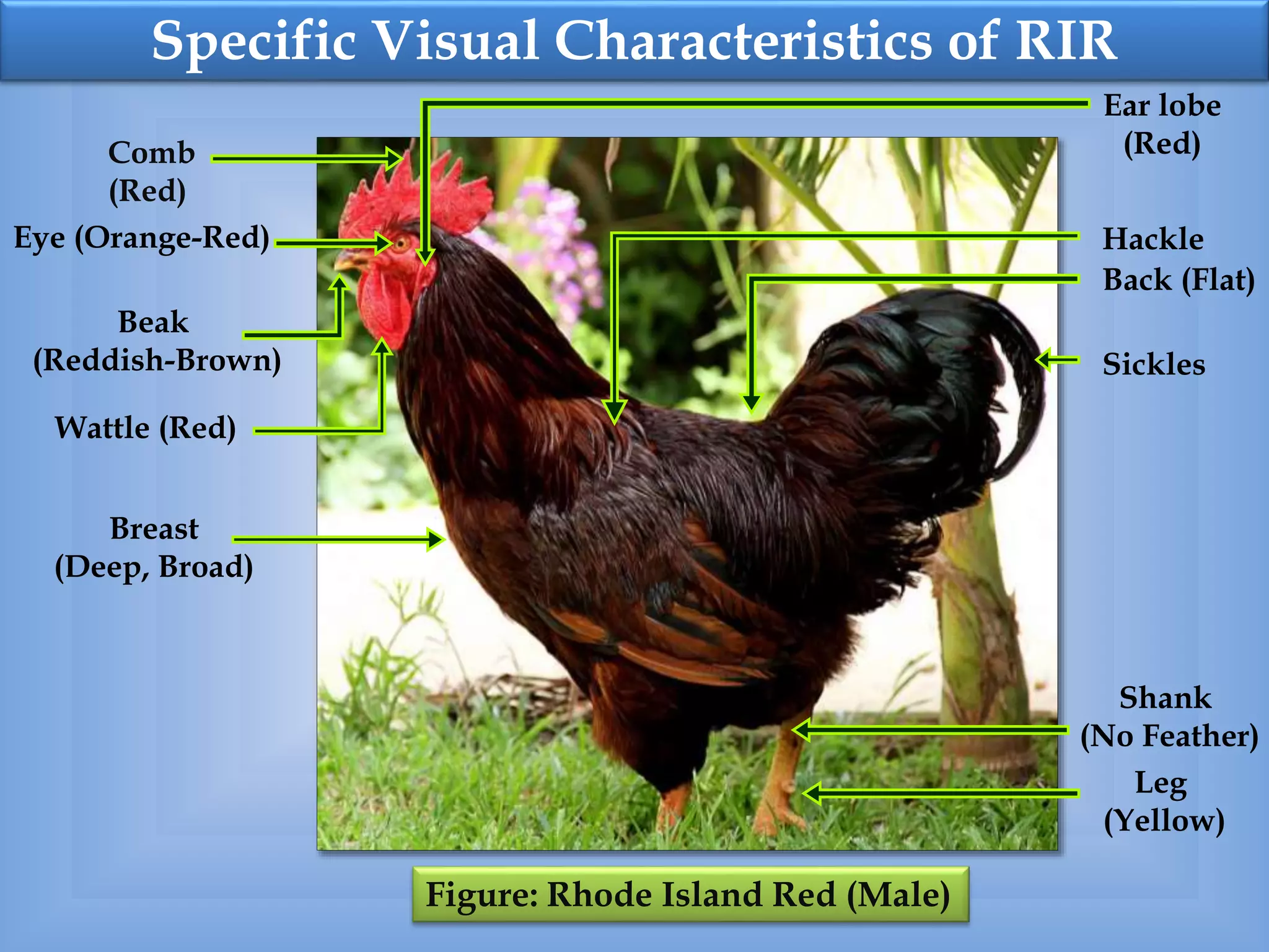 Rhode island red-ppt-main | PPTX | Birdwatching | Hobbies & Interests