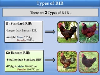 Rhode island red-ppt-main | PPTX