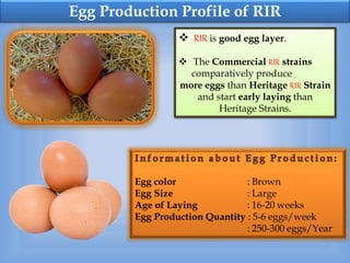 Rhode island red-ppt-main | PPTX