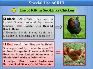Rhode island red-ppt-main | PPTX