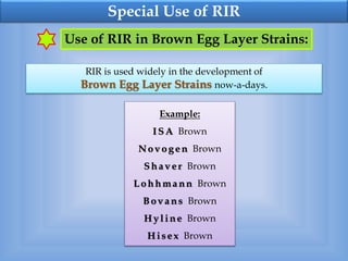 Rhode island red-ppt-main | PPTX