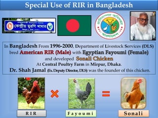 Rhode island red-ppt-main | PPTX