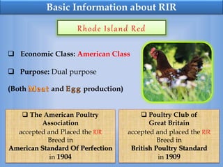 Rhode island red-ppt-main | PPTX