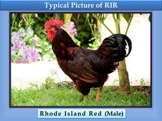 Rhode island red-ppt-main | PPTX