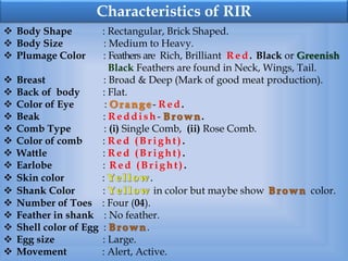Rhode island red-ppt-main | PPTX | Birdwatching | Hobbies & Interests