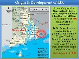 Rhode island red-ppt-main | PPTX
