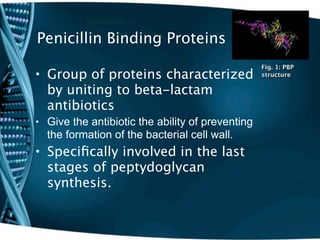 Possible Substitute for Beta-lactam Antibiotics Through the Exploration ...