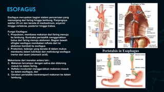 Materi_ Sistem Pencernaan_By Adelle.pptx