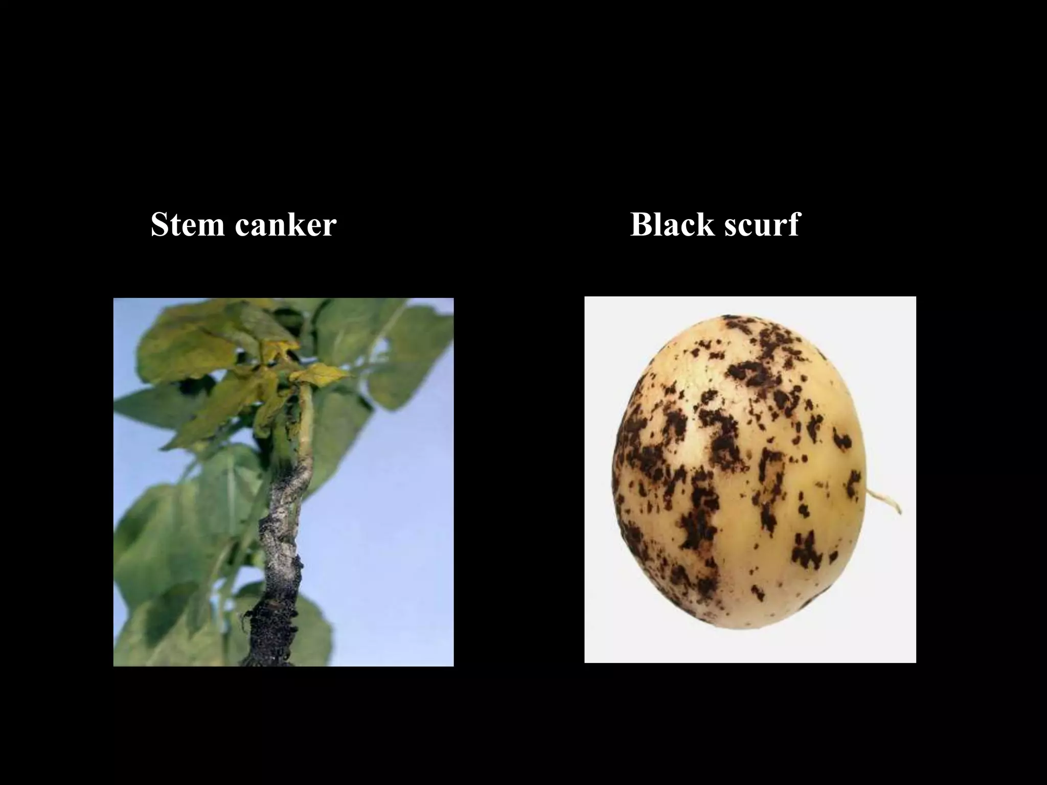 potato black scurf | PPTX