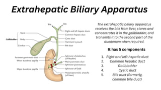 Rishith Kumar presentation on kidney anatomy | PDF