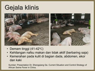 Risiko Masuknya African Swine Fever dan Potensi Kerugiannya - Ditkeswan ...