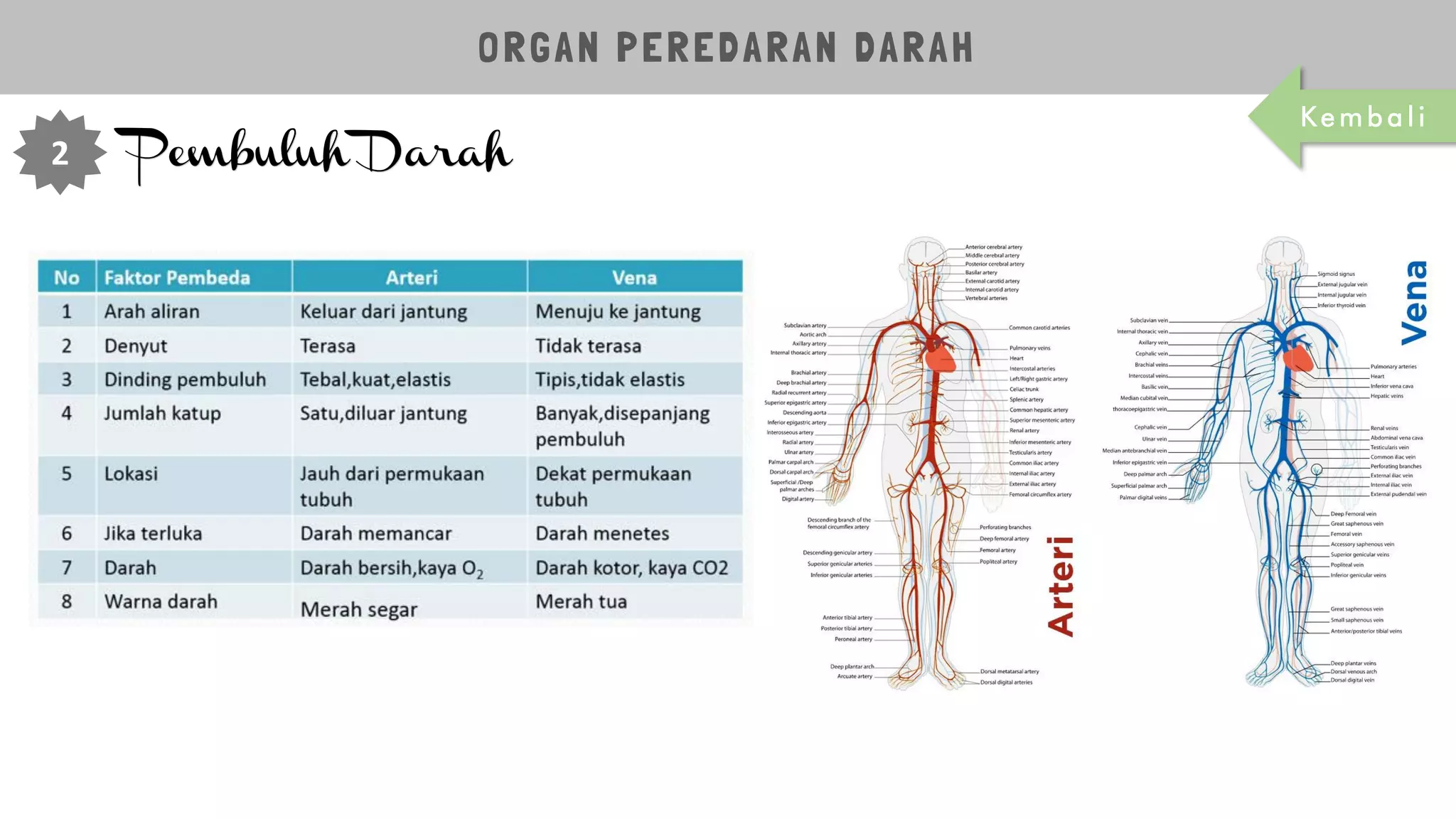 Media Pembelajaran Materi Sistem Peredaran Darah Kelas 5 SD | PDF