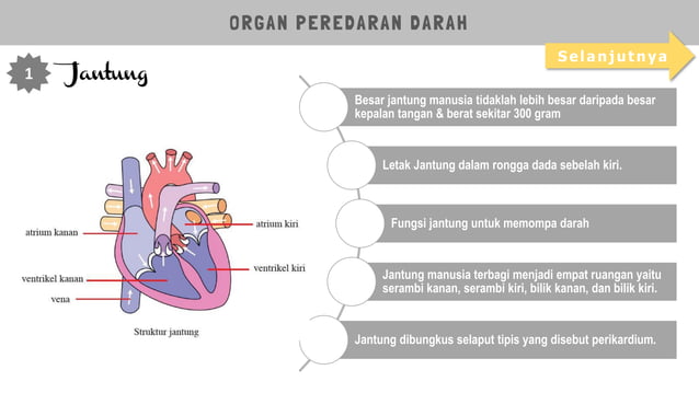 Media Pembelajaran Materi Sistem Peredaran Darah Kelas 5 SD | PPT