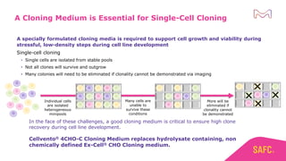 Risk Mitigation in Cell Line Development: Regulatory Considerations and ...