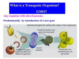 Risk perception in Agriculture Biotechnology | PPT