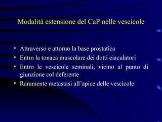 Risparmio vescicole seminali nella prostectomia radicale | PPT | Sexual ...