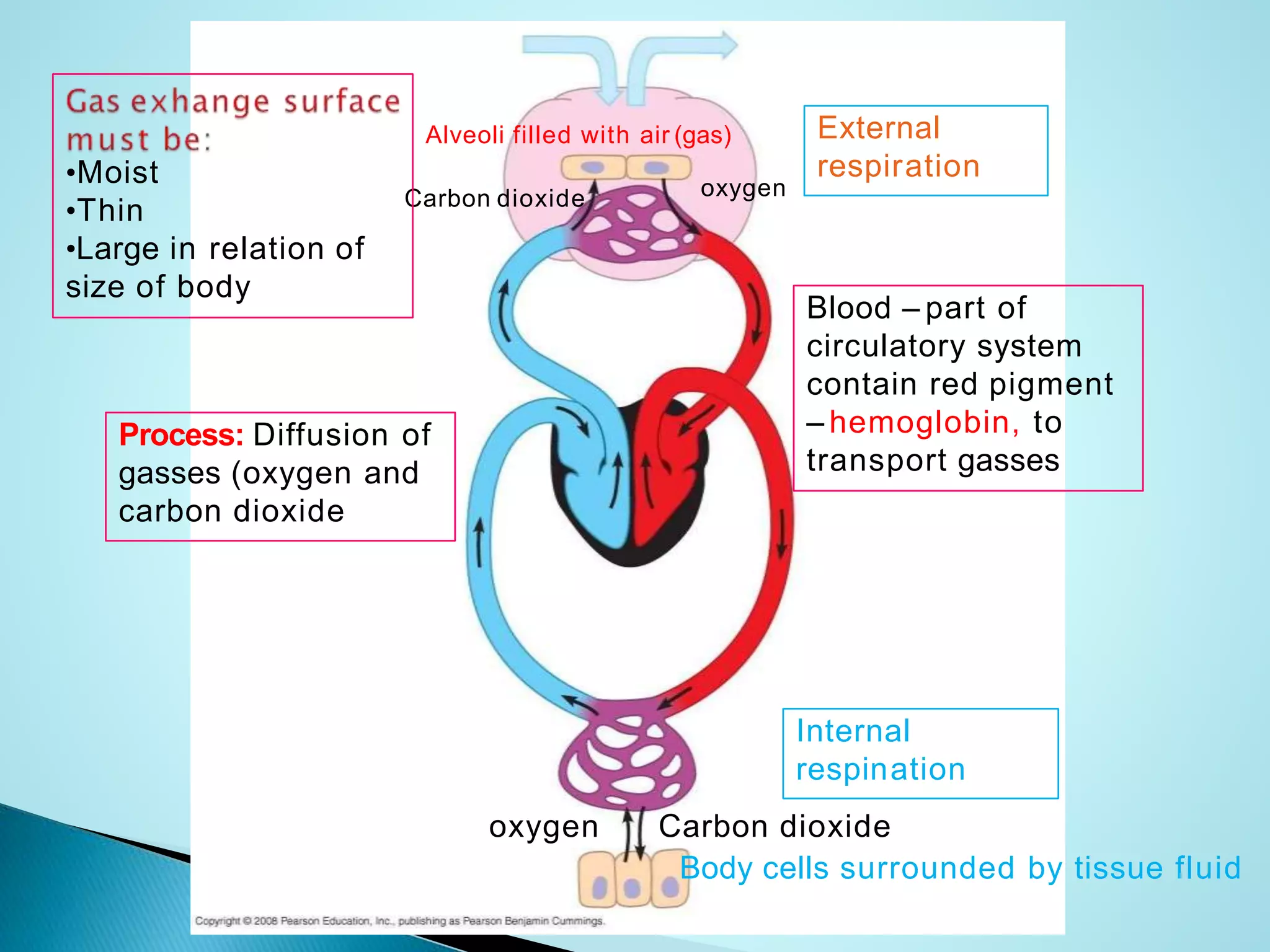 Respiratory system and includes gases exchanges, functions, factors ...
