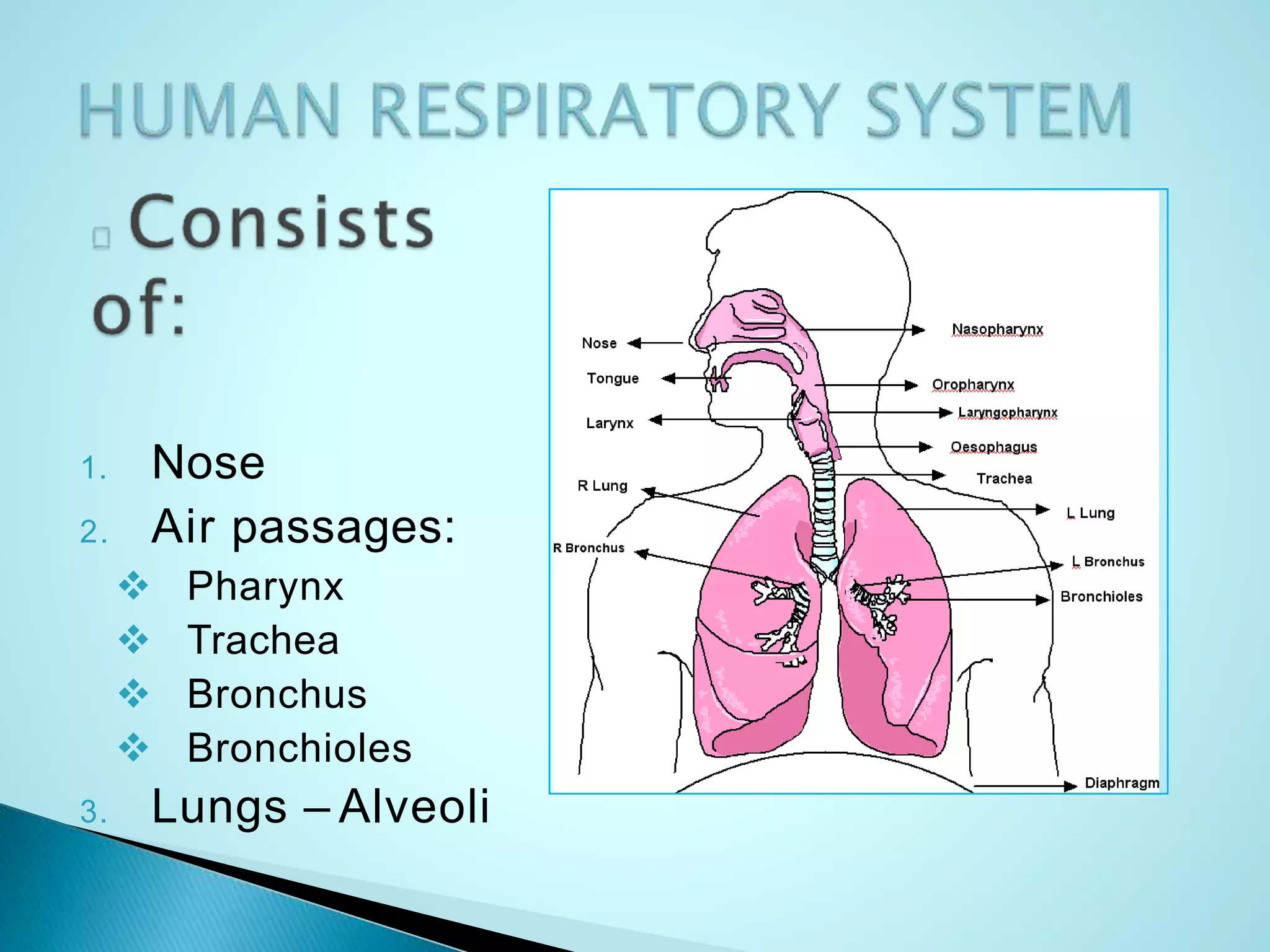 Respiratory system and includes gases exchanges, functions, factors ...